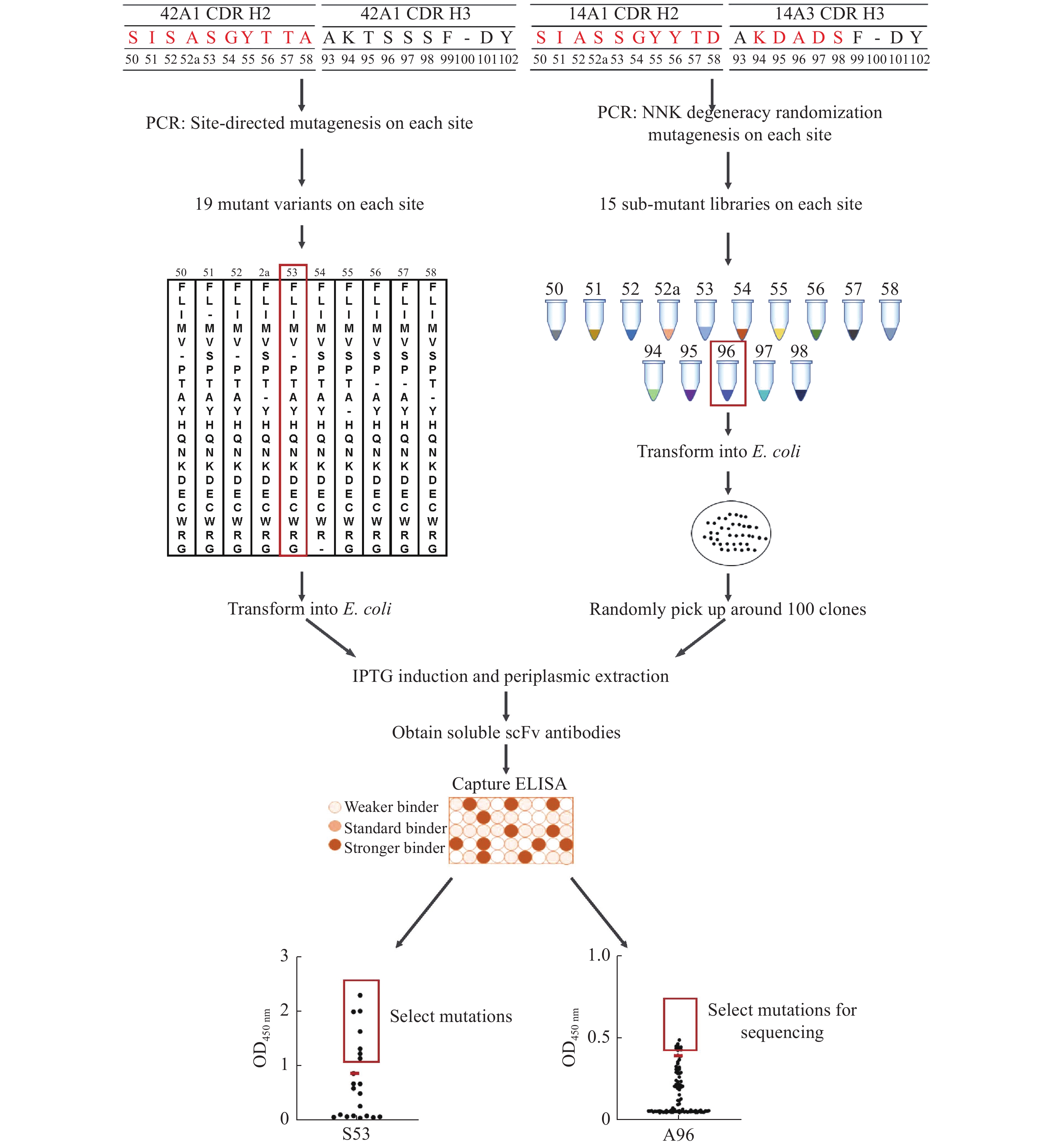 Improving antibody affinity through in vitro mutagenesis in complementarity determining regions