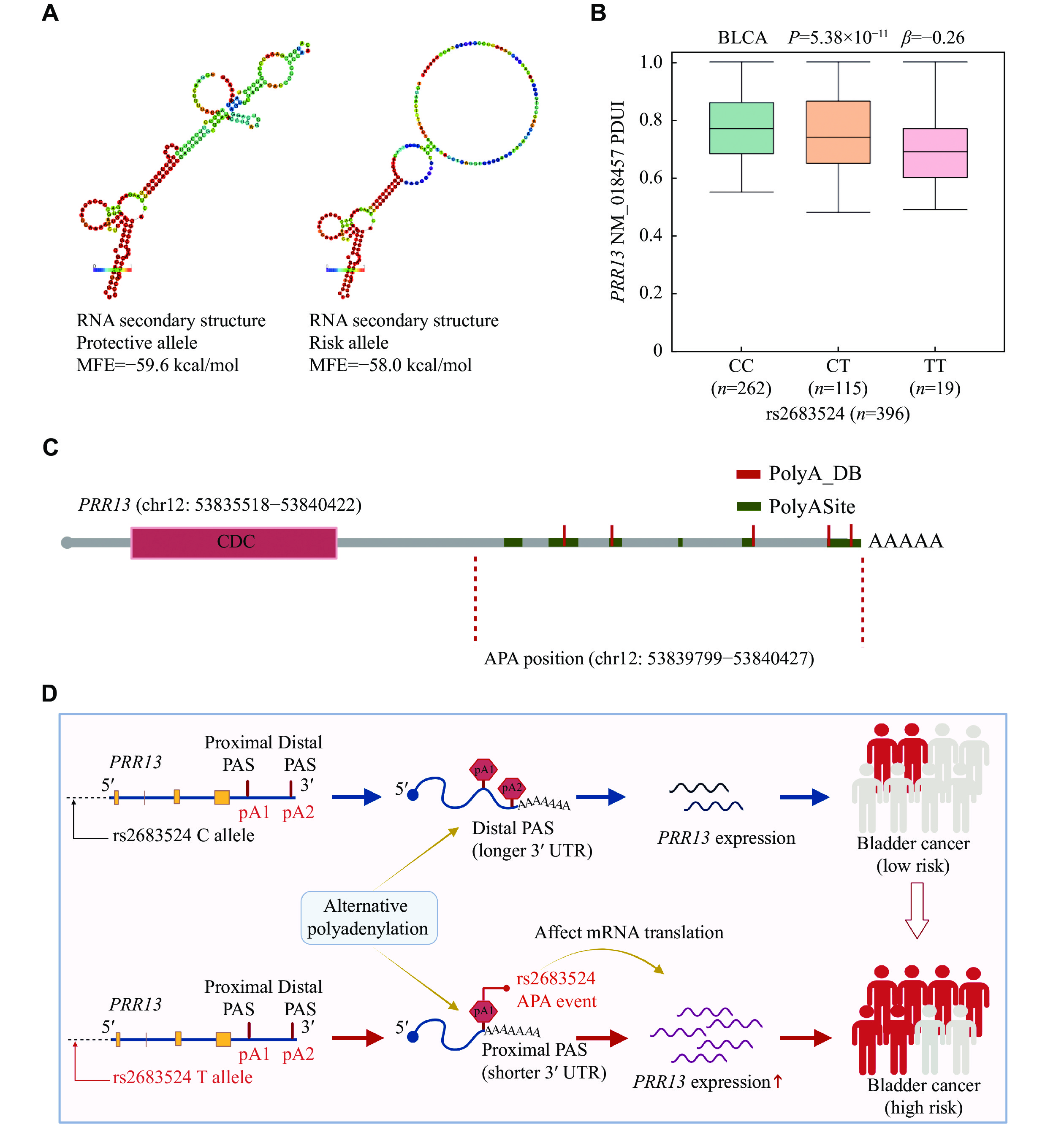 Alternative polyadenylation-related genetic variants contribute to bladder cancer risk